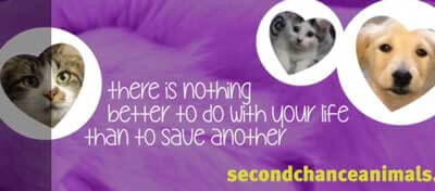 News - Second Chance Animals
