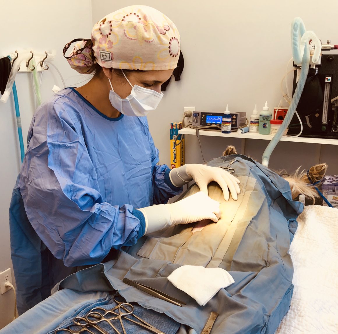 50,000 Spay/Neuter Surgeries! - Second Chance Animals