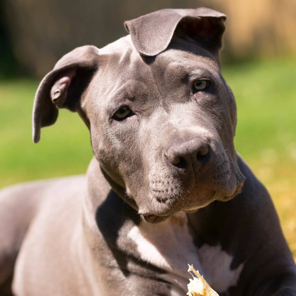 Planned Giving - Second Chance Animals