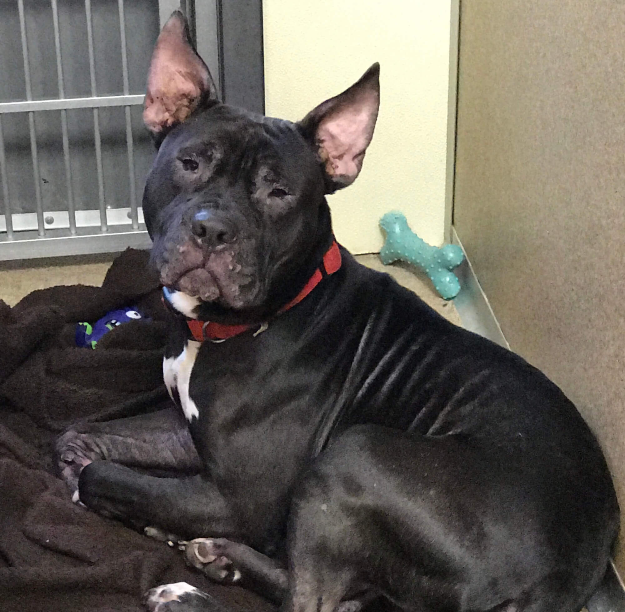 This is why we do what we do... - Second Chance Animals