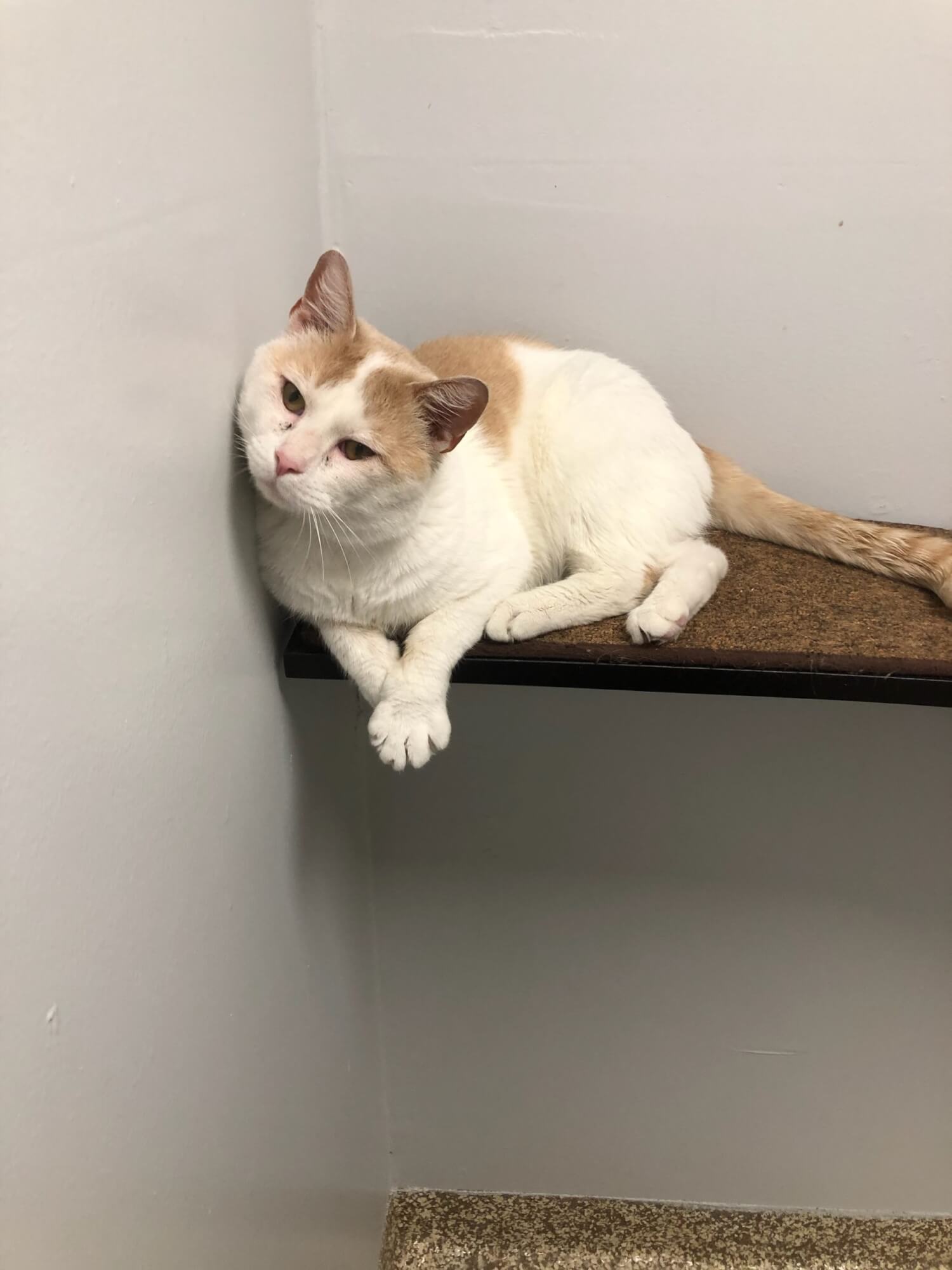 This is why we do what we do... - Second Chance Animals