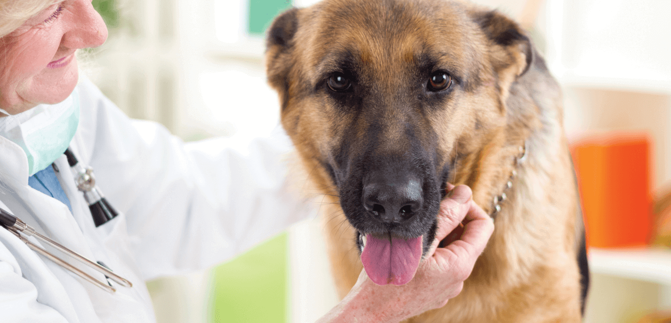 Post-Retirement Veterinarian Program - Second Chance Animals
