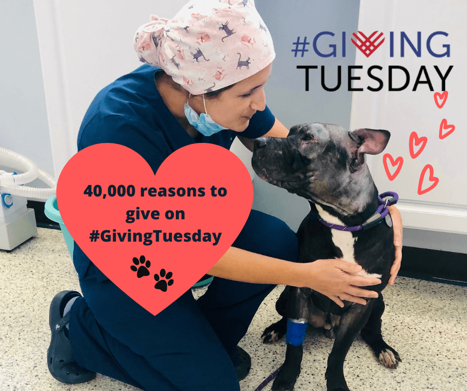 Giving Tuesday: Give the Gift of a Second Chance - Second Chance Animals