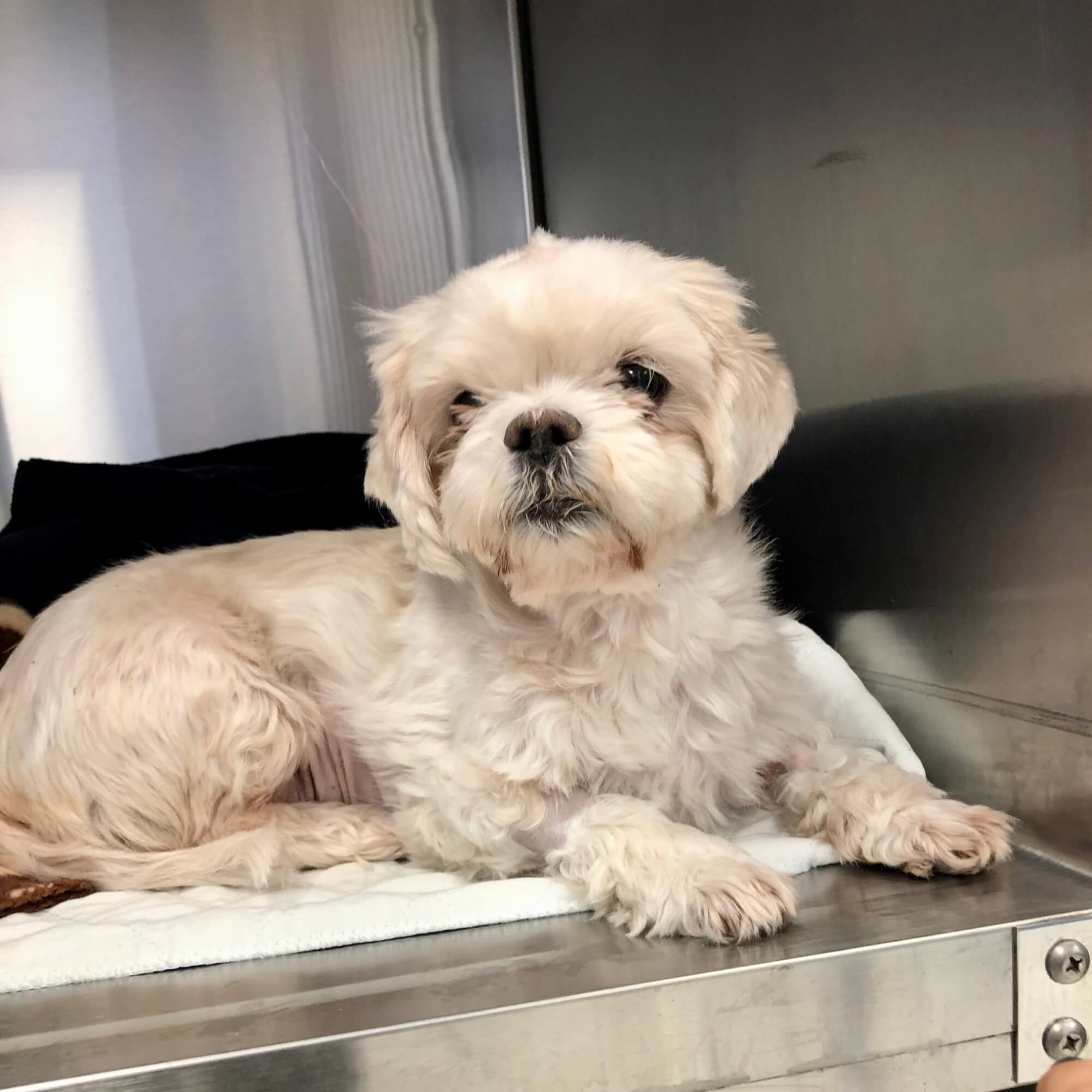 An Extraordinary Year of Lifesaving for Second Chance - Second Chance ...