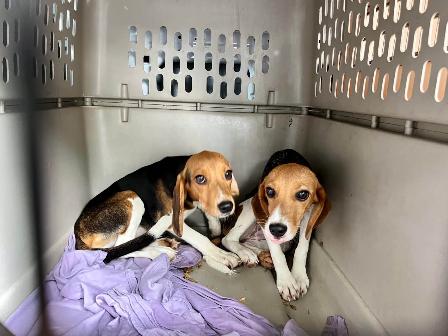 Beagle Diary - Second Chance Animals