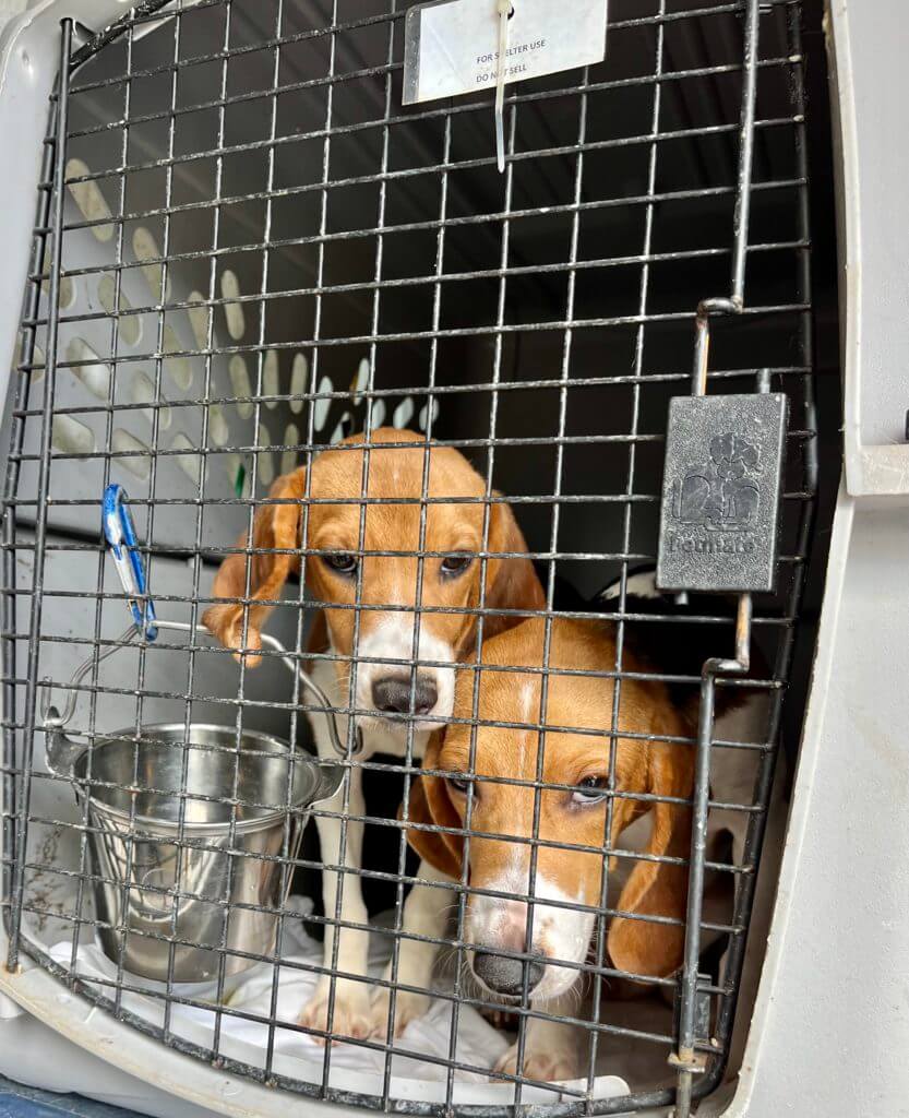 Beagle Diary - Second Chance Animals