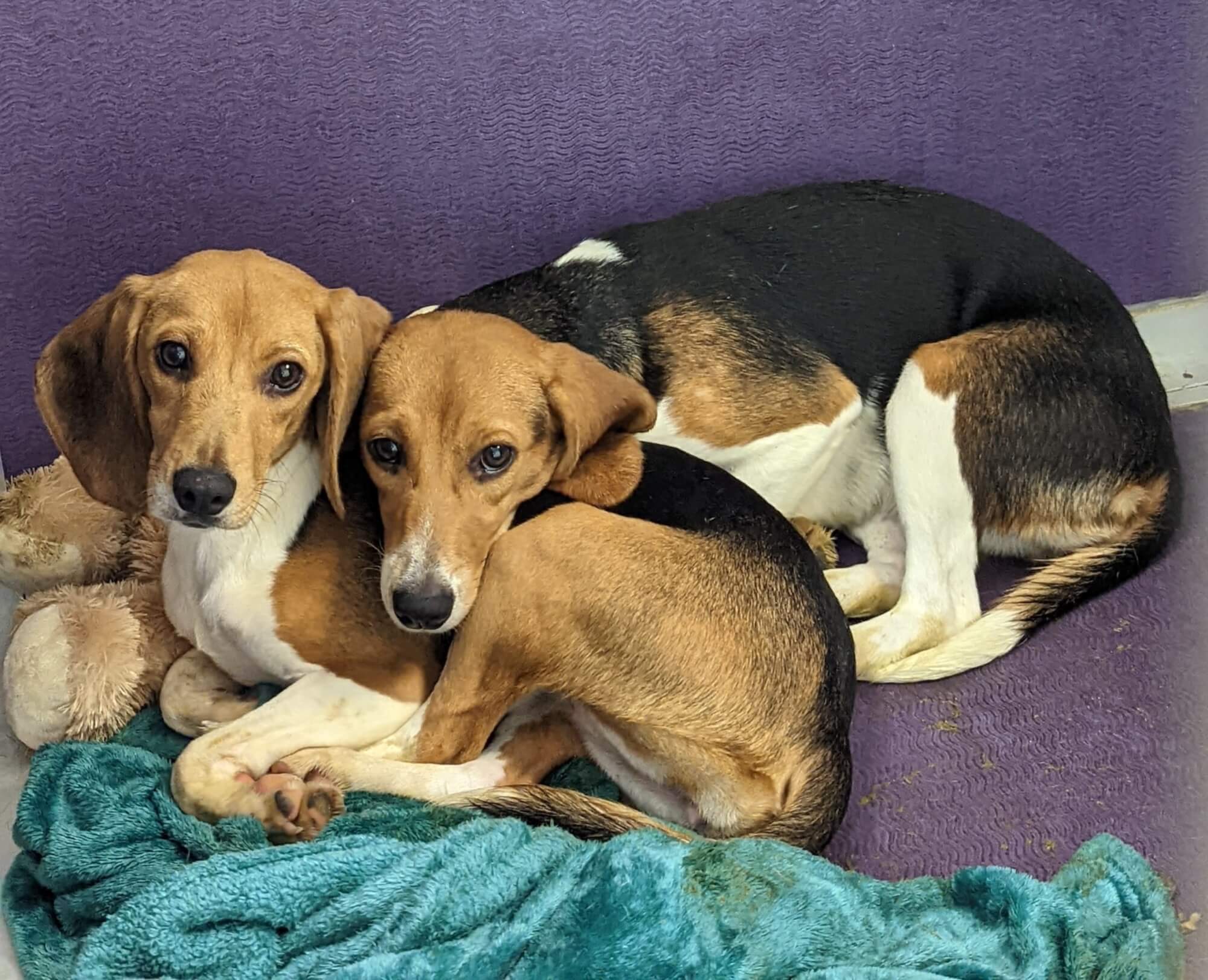 Beagle Diary - Second Chance Animals