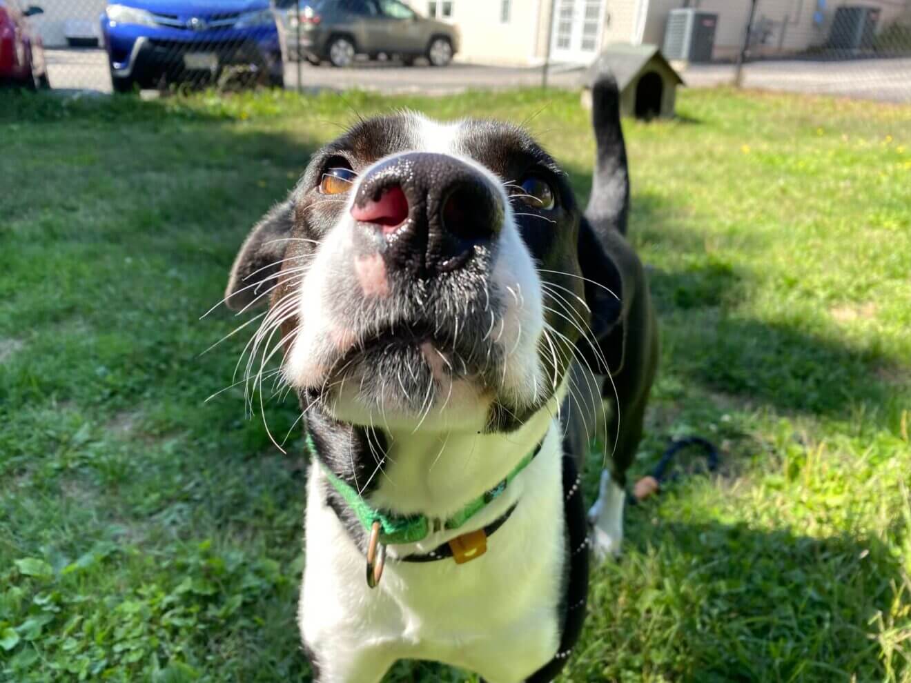 Meet Some of the Pets You have Helped - Second Chance Animals