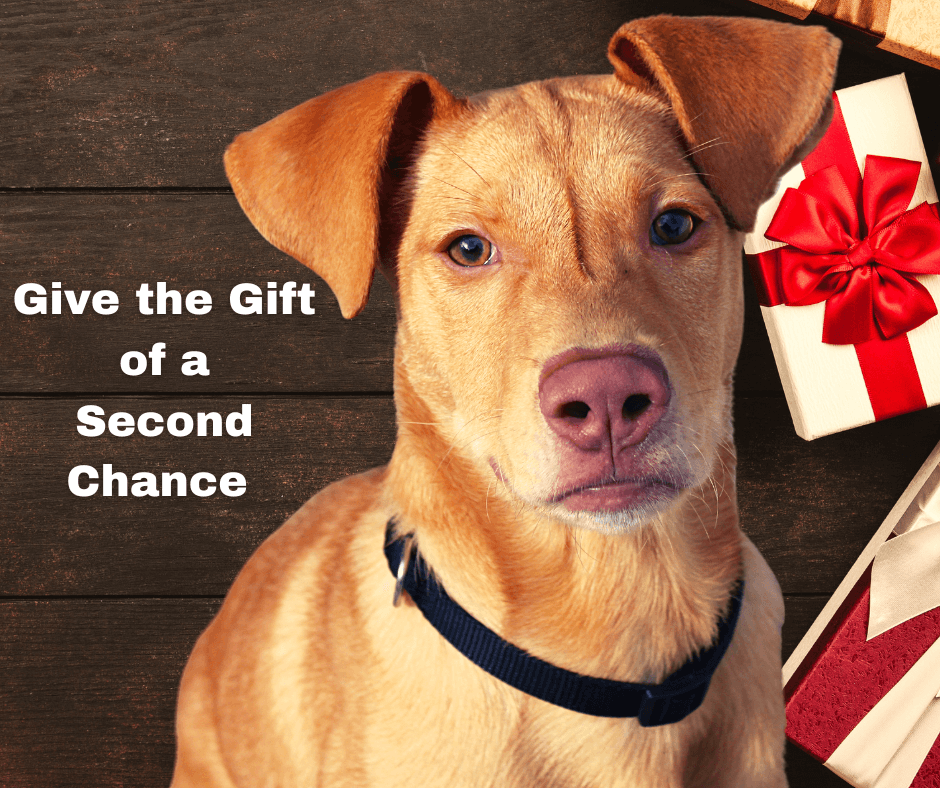 12 Days of Second Chances - Second Chance Animals