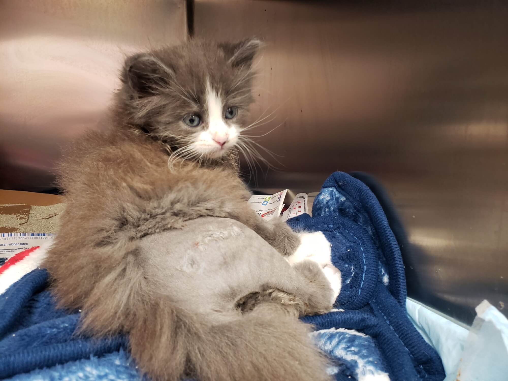 Keep Your Paws Crossed for Prancer - Second Chance Animals