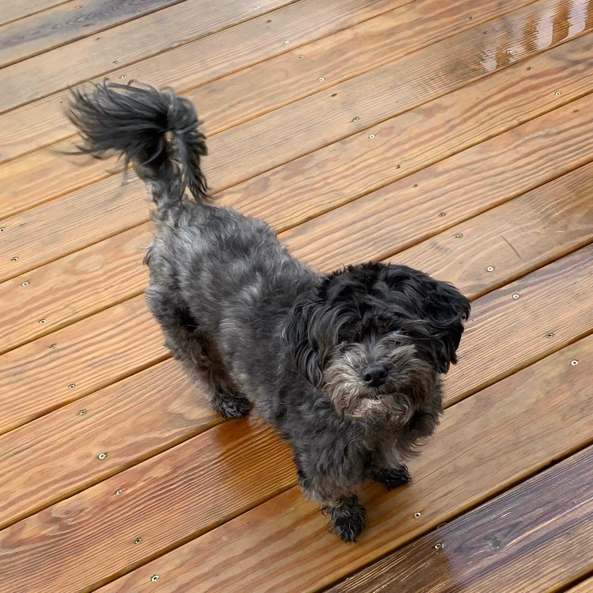 A Second Chance for Chloe - Second Chance Animals