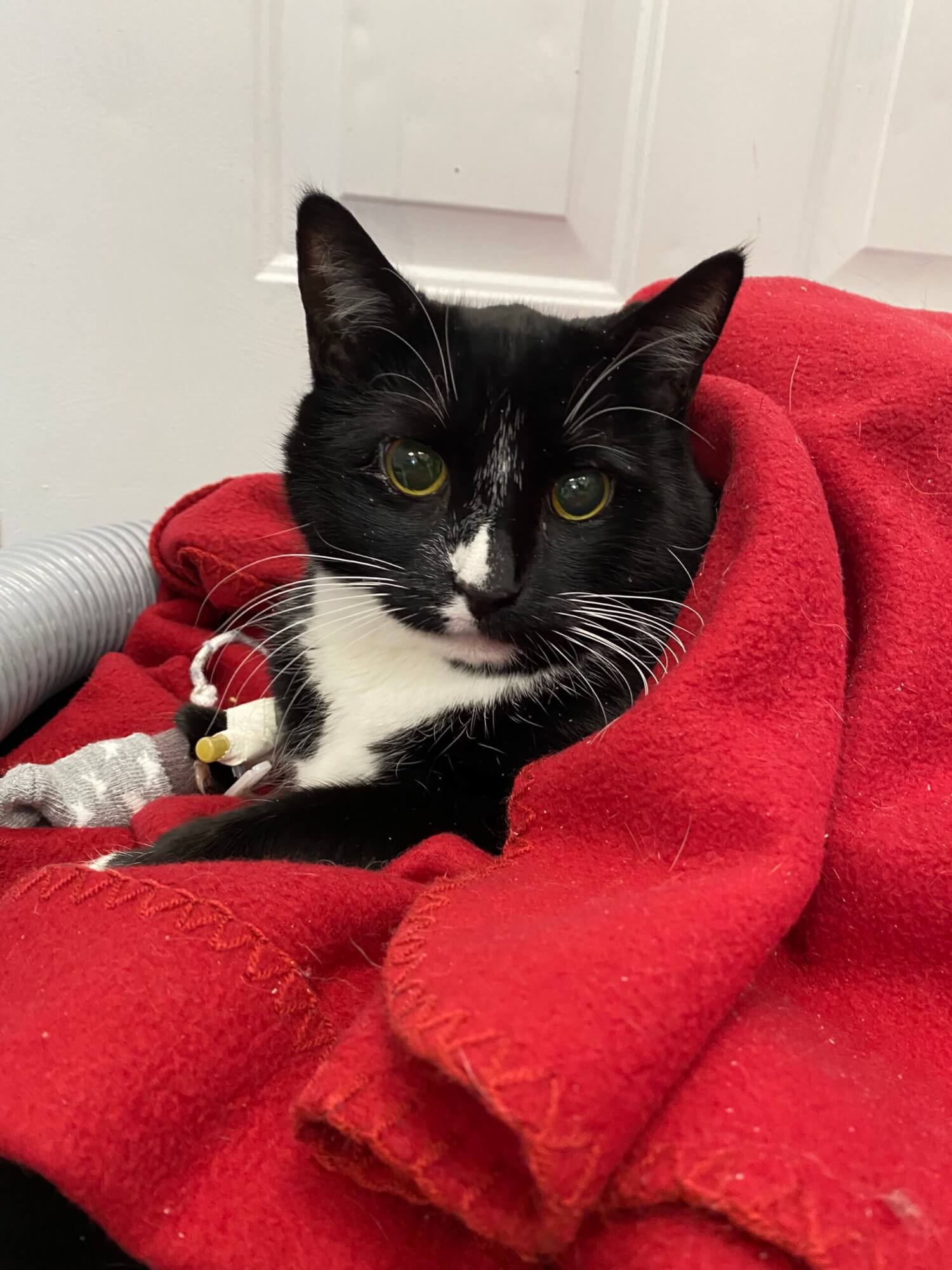 $200,000 Grant from PetSmart Charities Helps More Pets Get the Vet Care ...