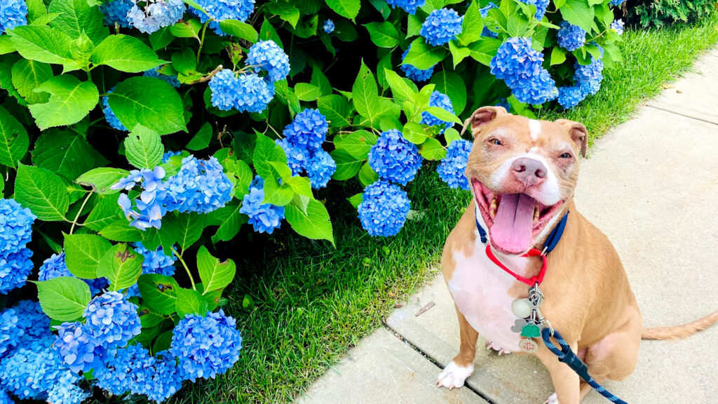 Blake Memorial - Second Chance Animals