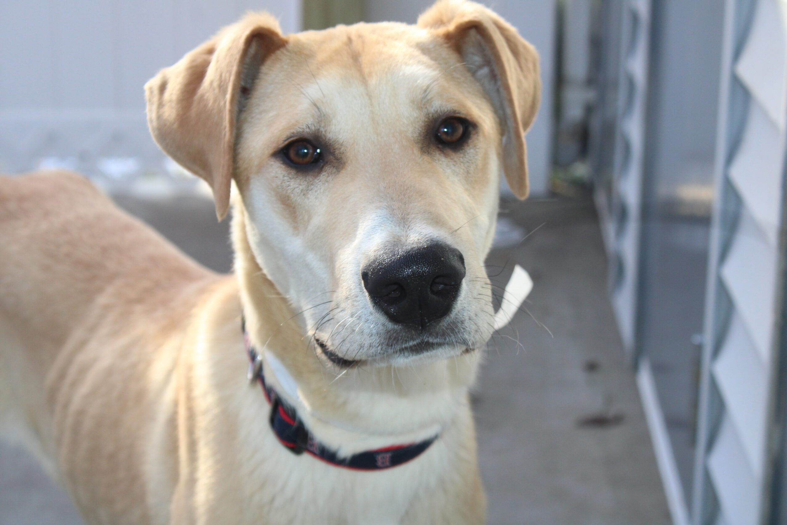 Dogs Who Faced a Certain Death Ready for a Second Chance - Second ...