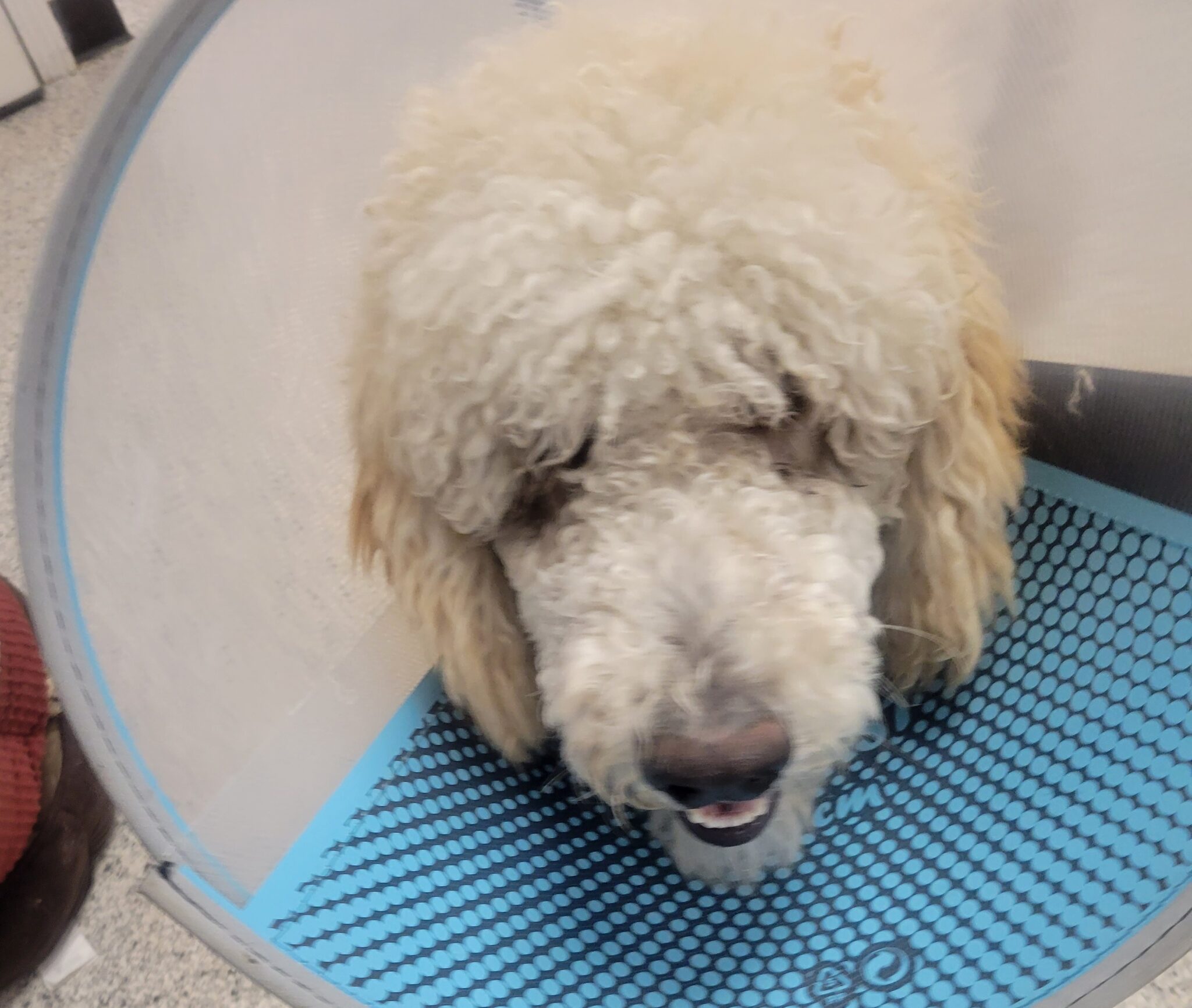 12 Days of Second Chances - Second Chance Animals