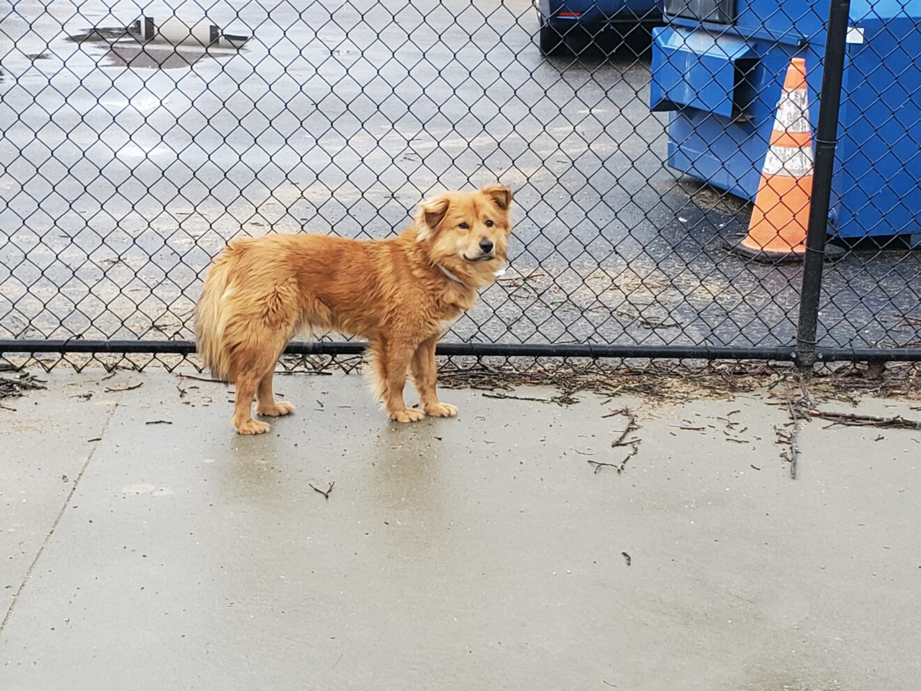 Dogs Who Faced a Certain Death Ready for a Second Chance - Second ...