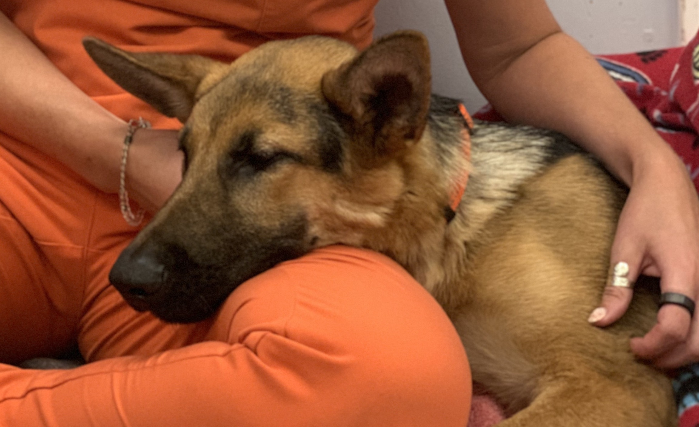 Why We Do What We Do... - Second Chance Animals