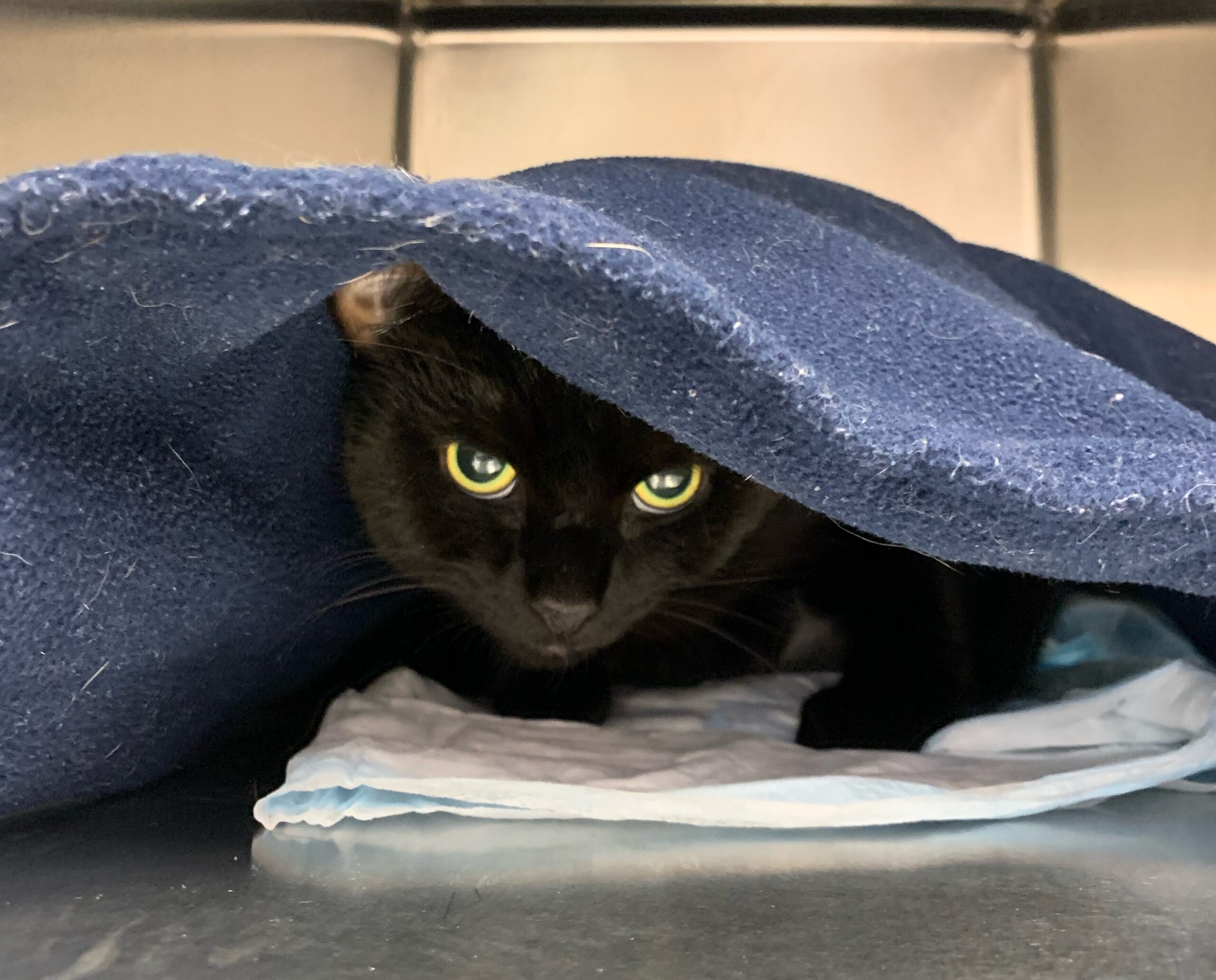 Bee's owner explains why affordable veterinary care is important ...