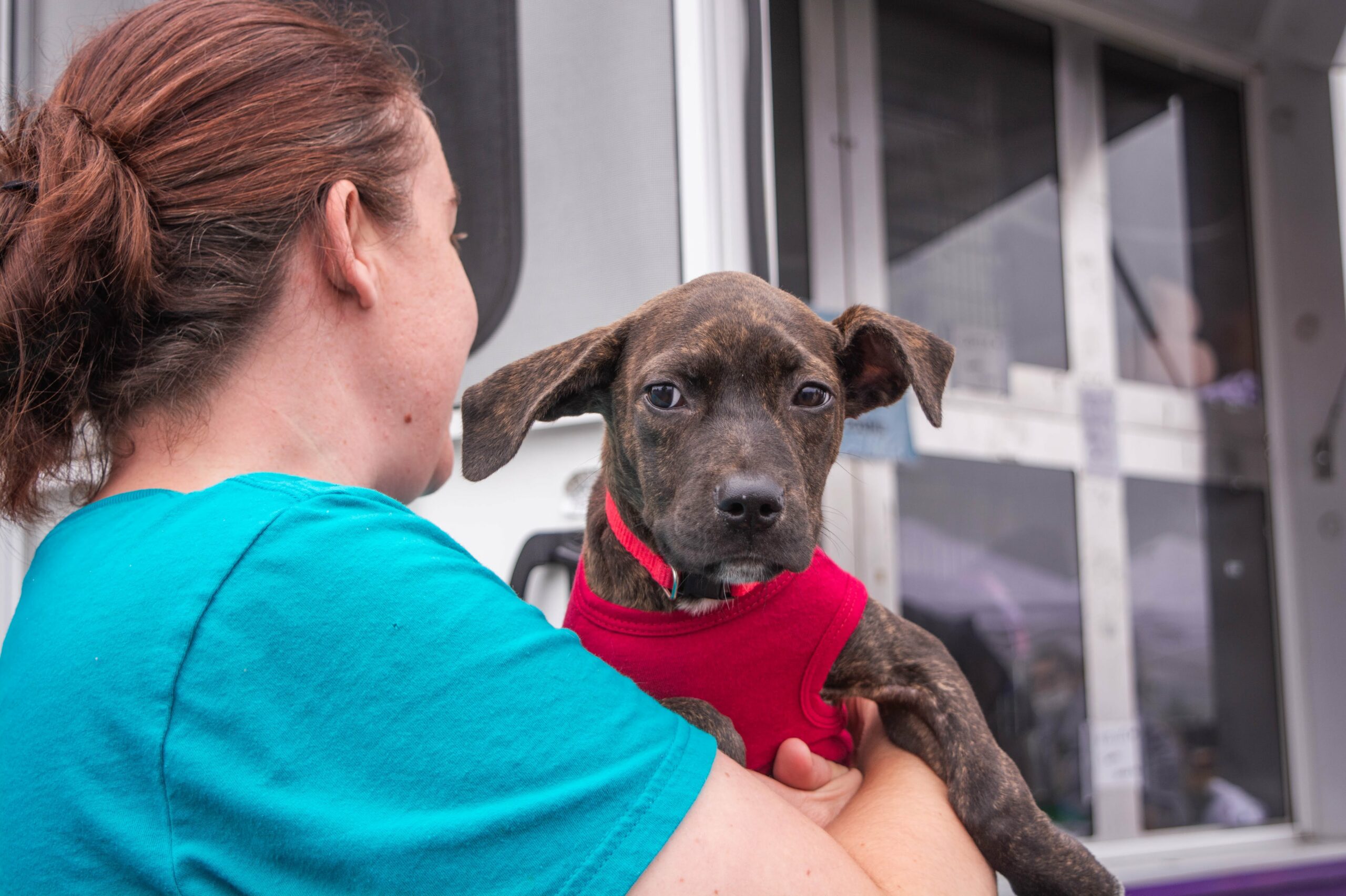 Cruise for Critters - Second Chance Animals