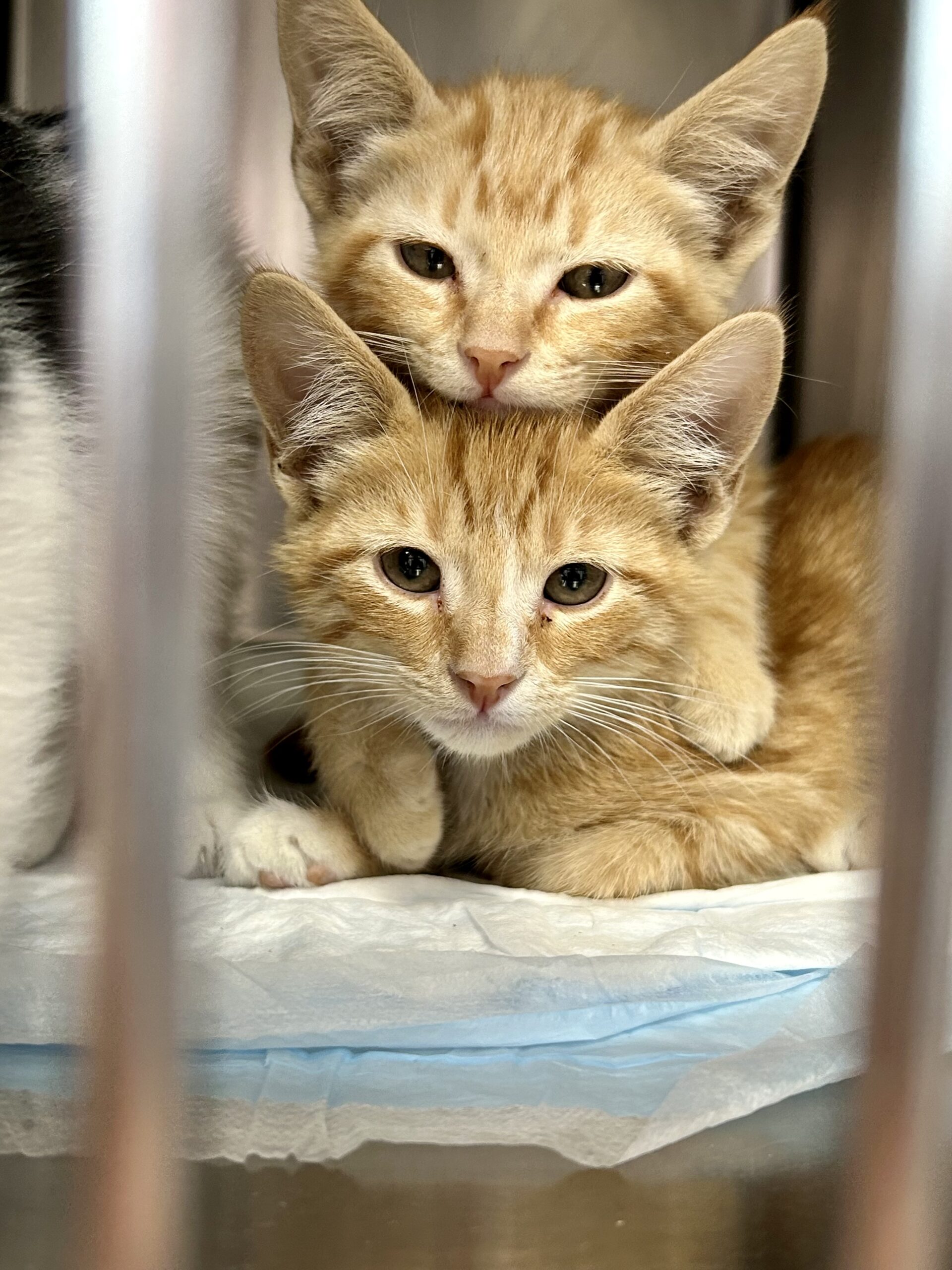 Celebrating our 75,000th Spay & Neuter Surgery - Second Chance Animals