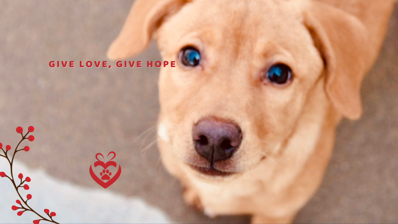 Second Chance Animal Services