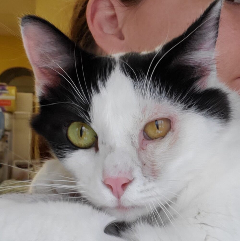 12 Days of Second Chances - Second Chance Animals