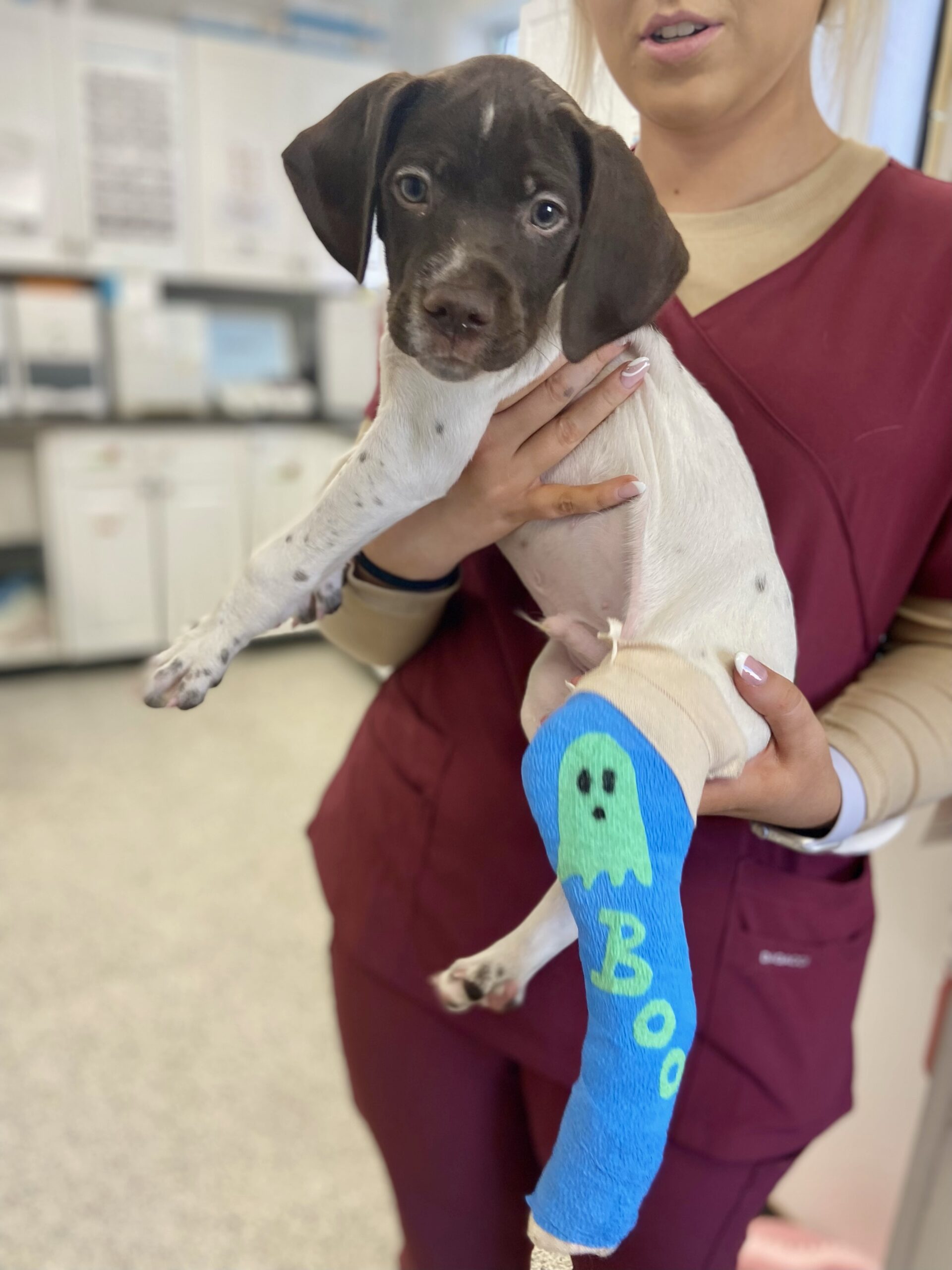 12 Days of Second Chances - Second Chance Animals