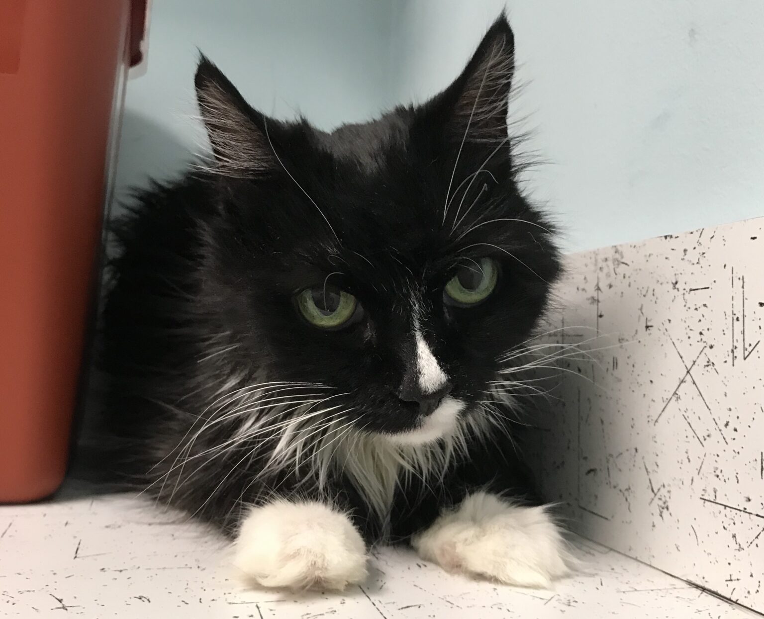 12 Days of Second Chances - Second Chance Animals