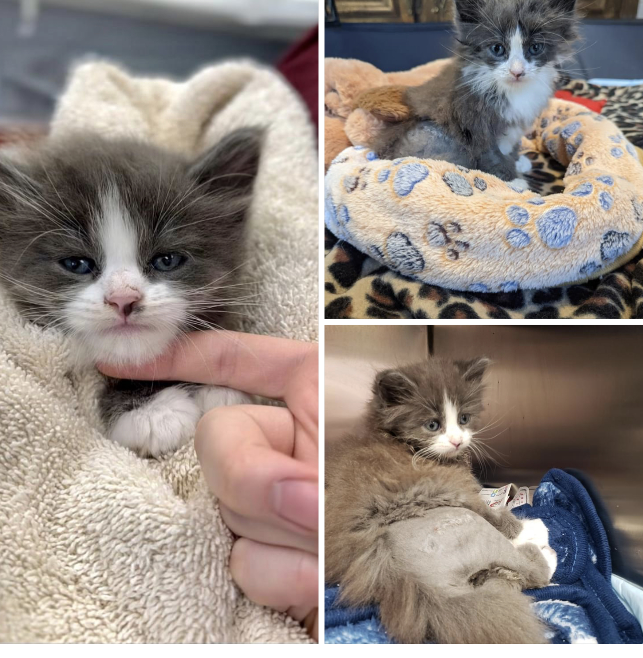 12 Days of Second Chances - Second Chance Animals