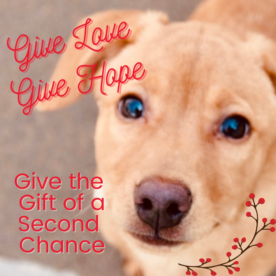 Give Love, Give Hope, Give the Gift of a Second Chance - Second Chance ...