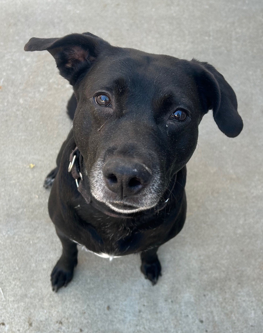 Freiburg Animal Shelter: Providing Compassion, Care, And A Second ...