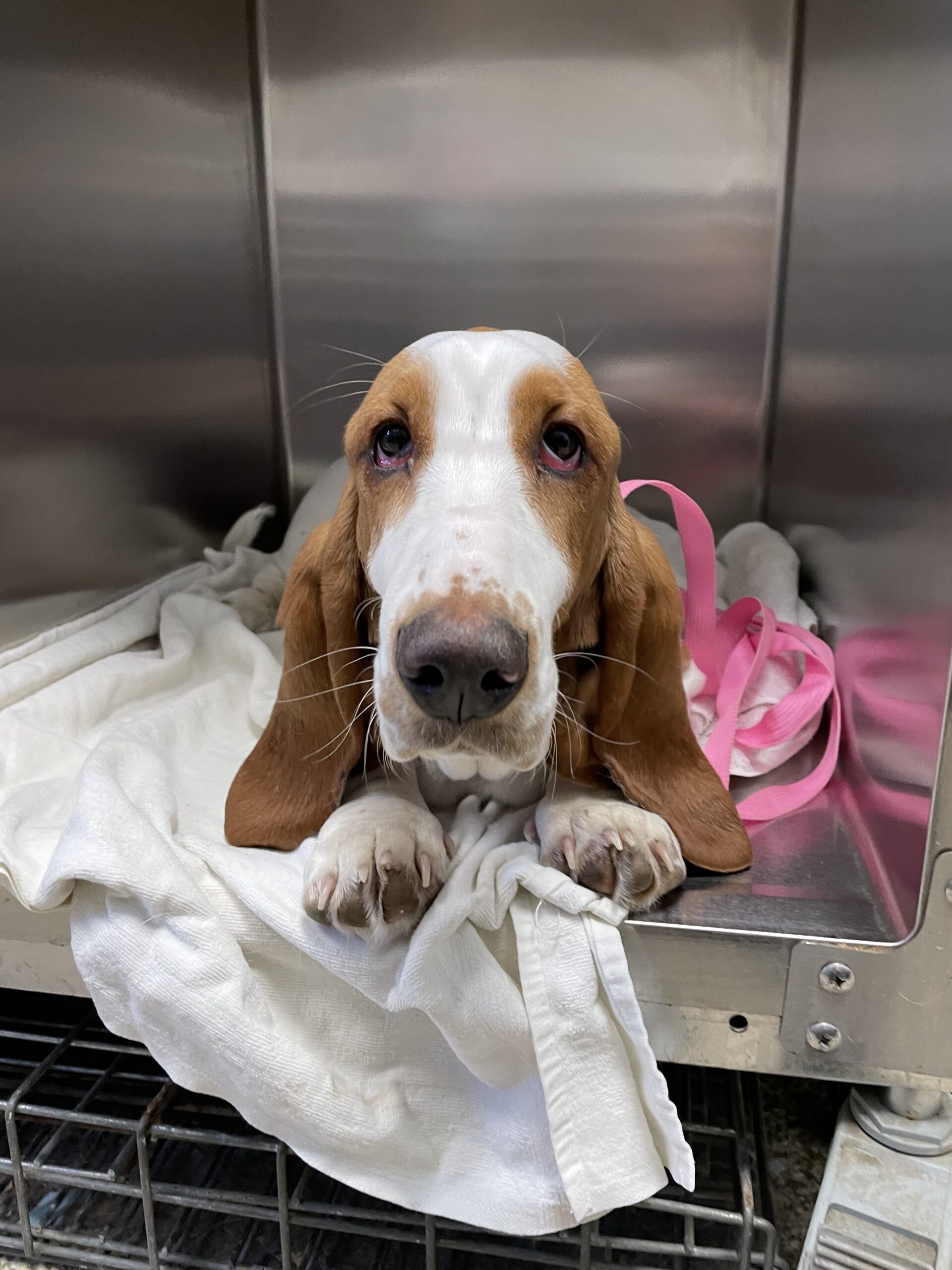 80,000th All-Time Spay/Neuter - Second Chance Animals