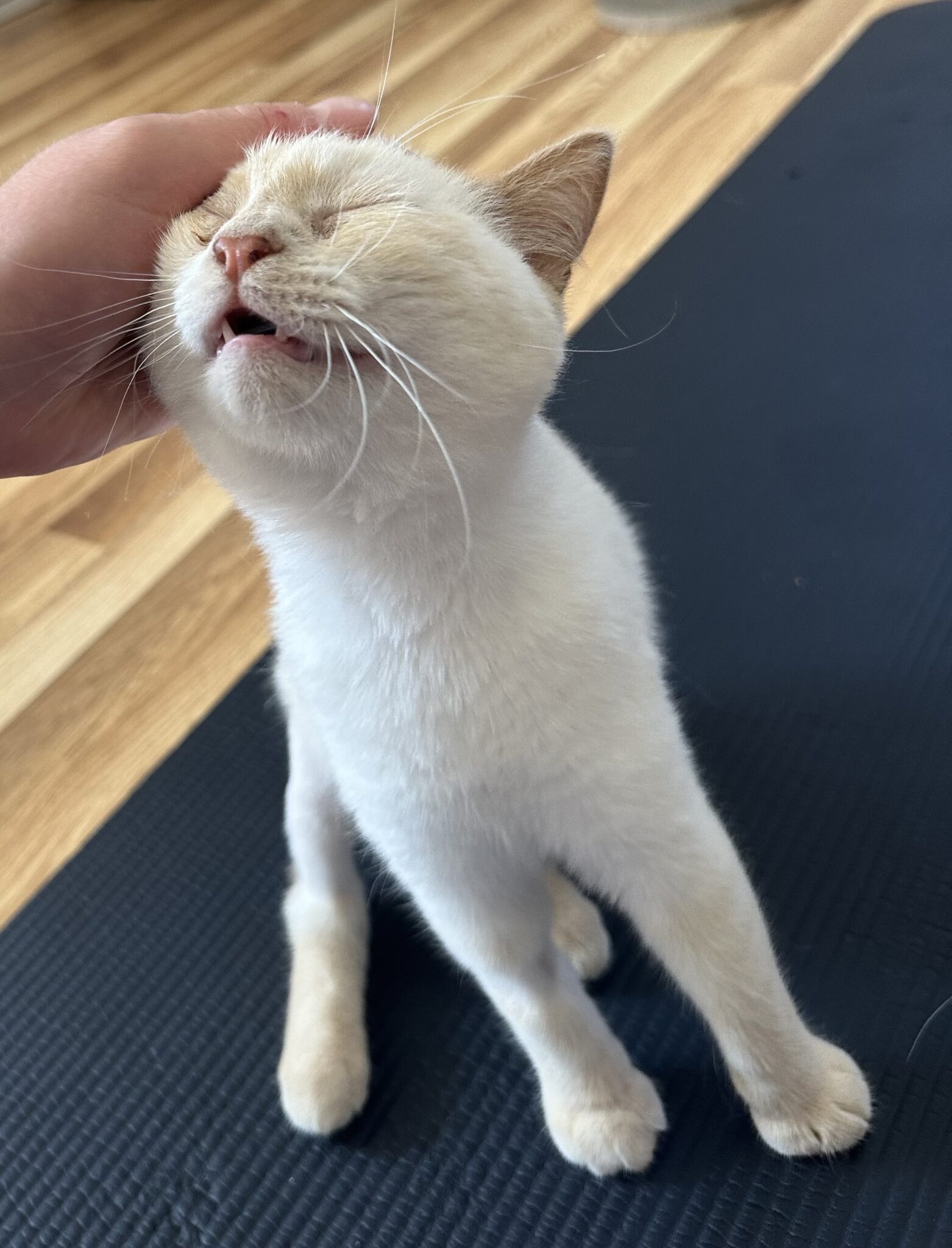 Meet Grace Kelly: A Tale of Courage and Compassion - Second Chance Animals