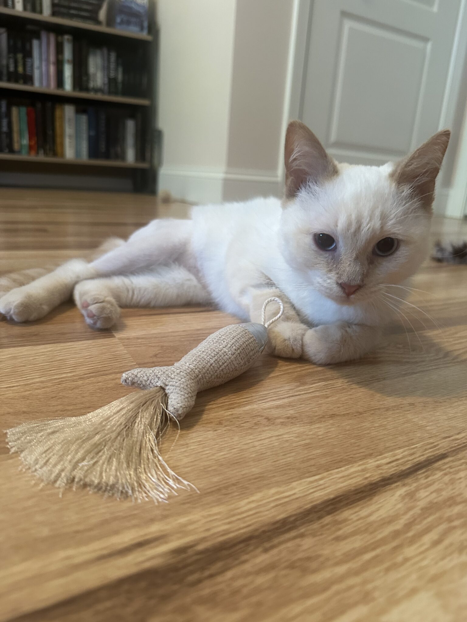 Meet Grace Kelly: A Tale of Courage and Compassion - Second Chance Animals