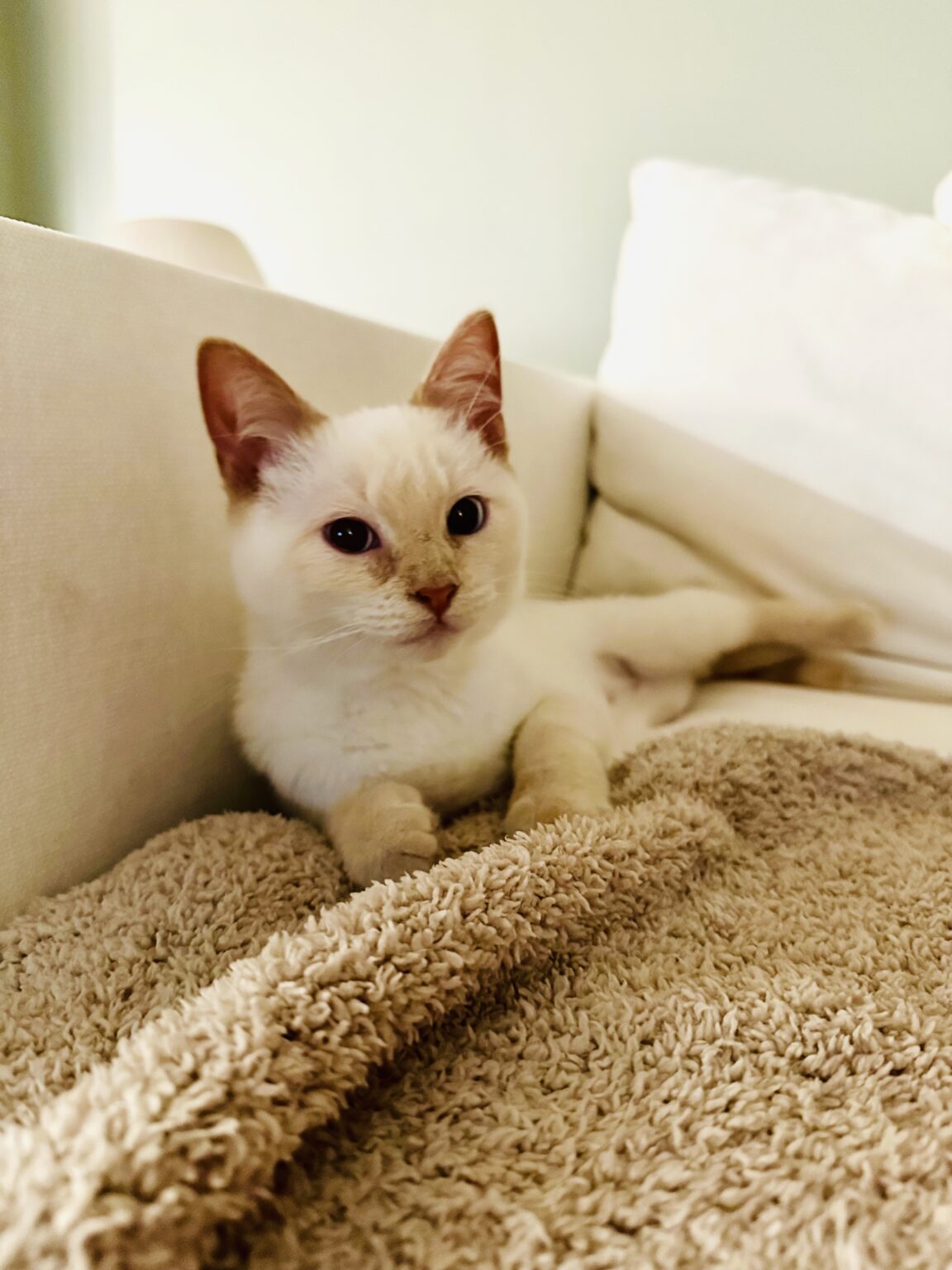 Adopt Archives - Second Chance Animals