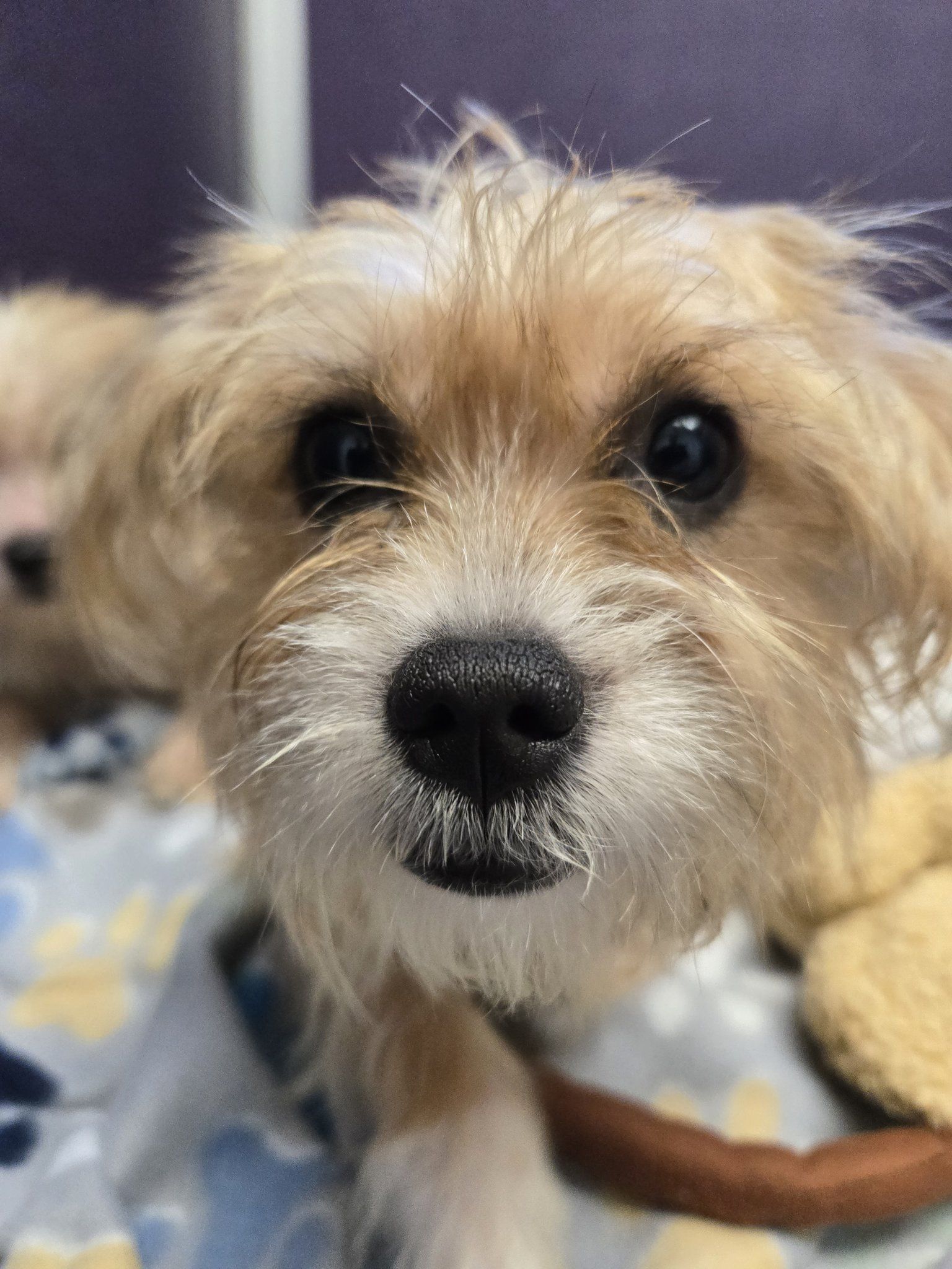 Second Chance Welcomes 23 Small Dogs from Overwhelmed Owner - Second ...