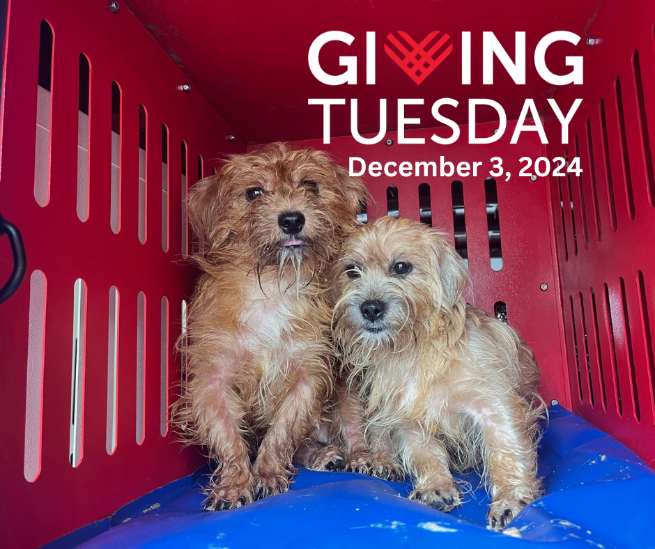 What is GivingTuesday? - Second Chance Animals
