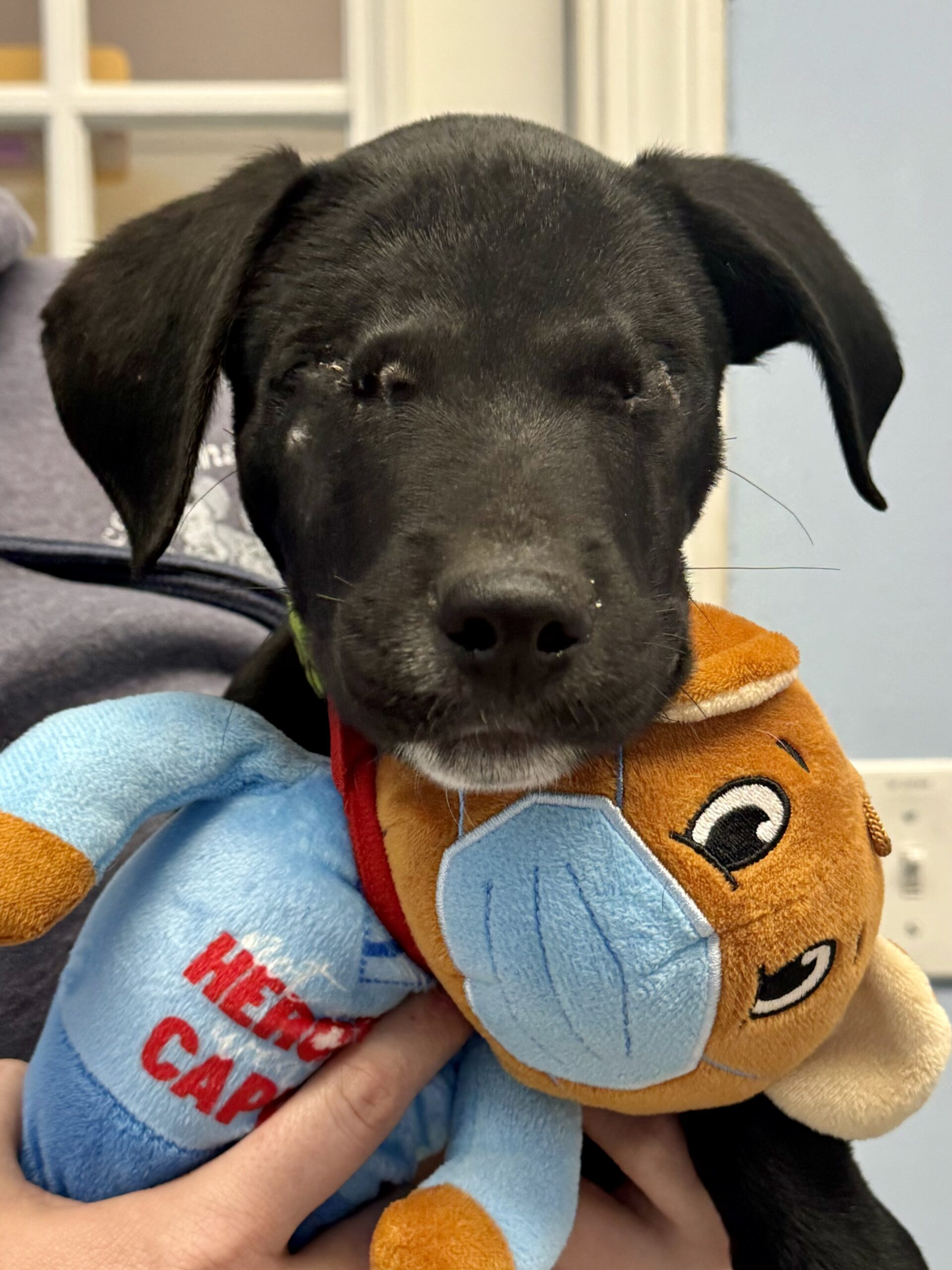 Ribbet’s Story and Journey to Recovery - Second Chance Animals