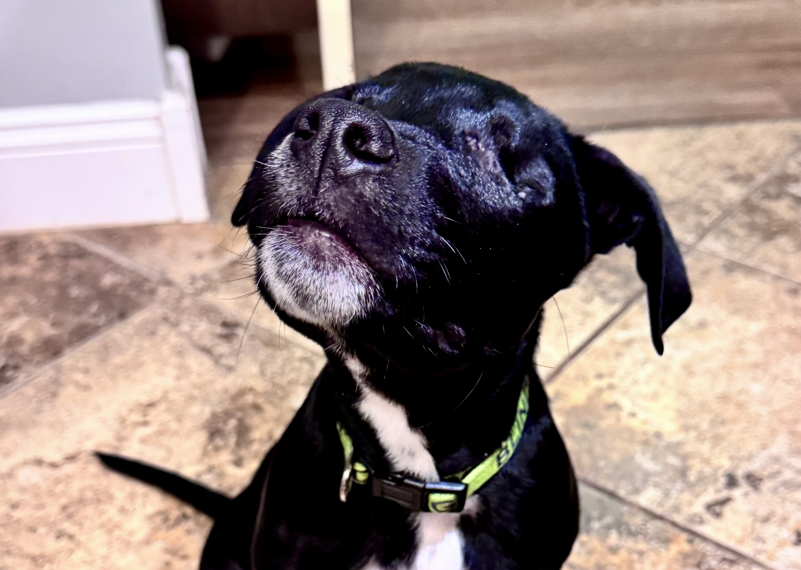 Ribbet’s Story and Journey to Recovery - Second Chance Animals