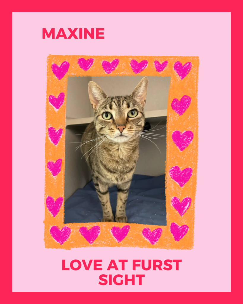 Adopt Archives - Second Chance Animals