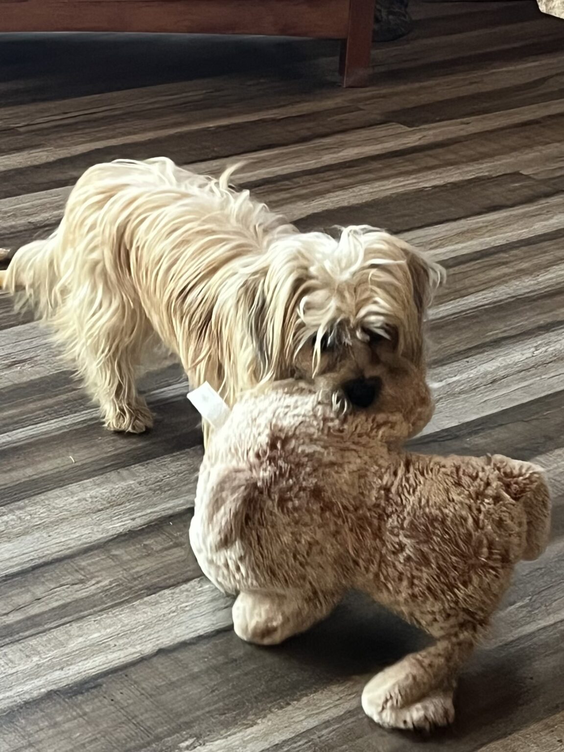 Some Heroes Have Four Legs, But They Need a Human to Believe in Them ...