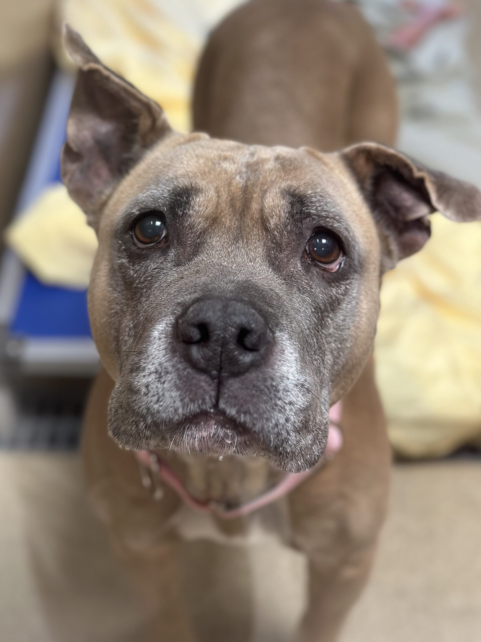 We need your help to feed more pets! - Second Chance Animals