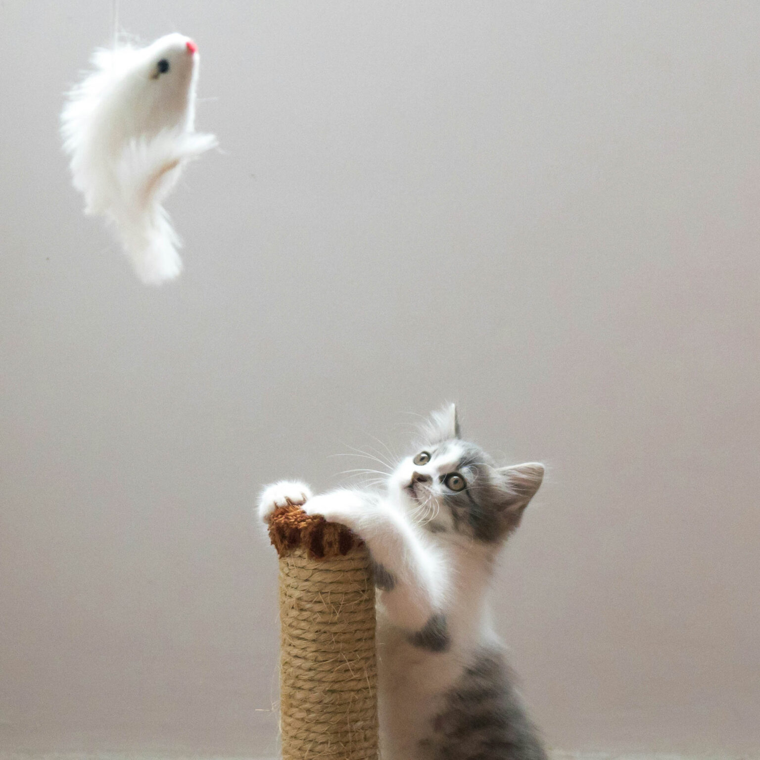 The Secret to a Happier Cat: Why Enrichment Matters More Than You Think ...