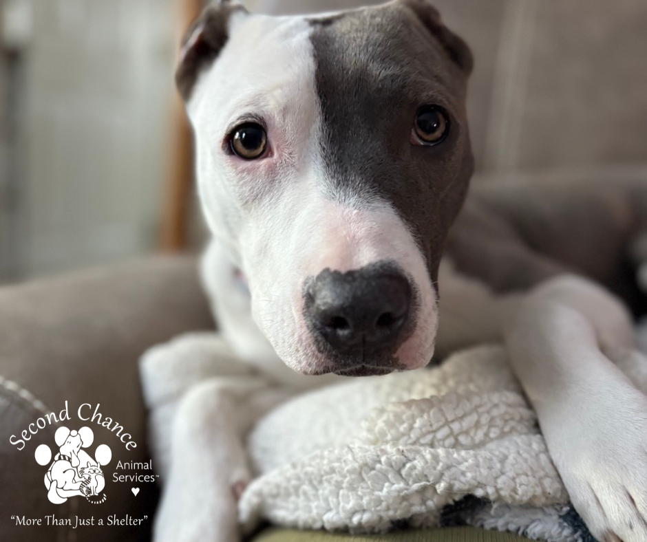 More Than 59,000 Pets Already Helped in 2025 - Second Chance Animals